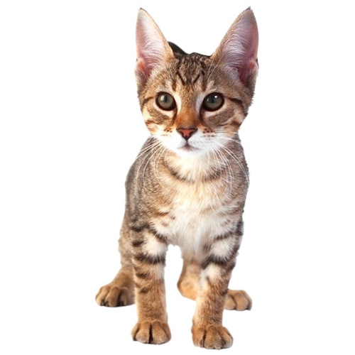 p.7 - Tema 5 - Vocabulario - Real 1